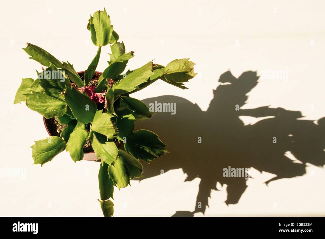 Absorbs light hi-res stock photography and images - Alamy