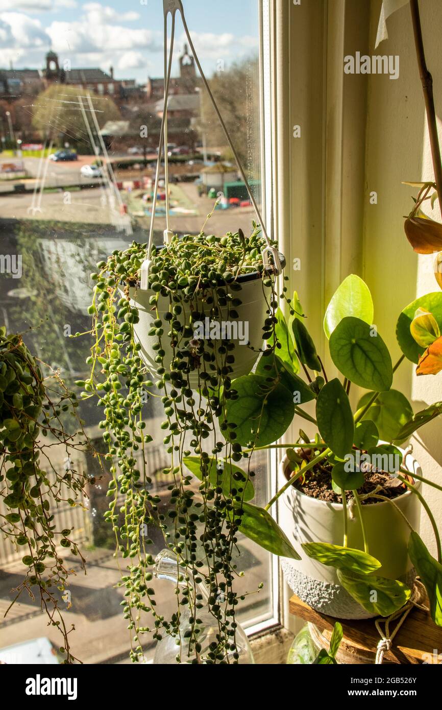 Hanging Plants Indoor High Resolution Stock Photography and Images - Alamy
