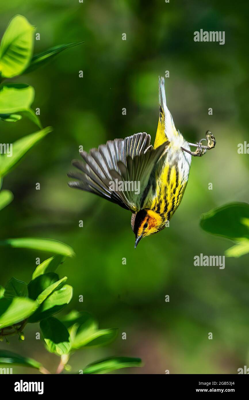 Cape May warbler in flight Stock Photo - Alamy