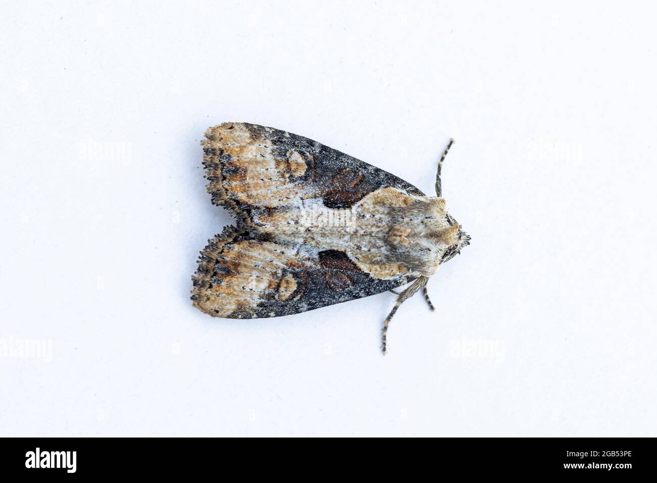 Double Lobed Moth (Lateroligia ophiogramma Stock Photo - Alamy