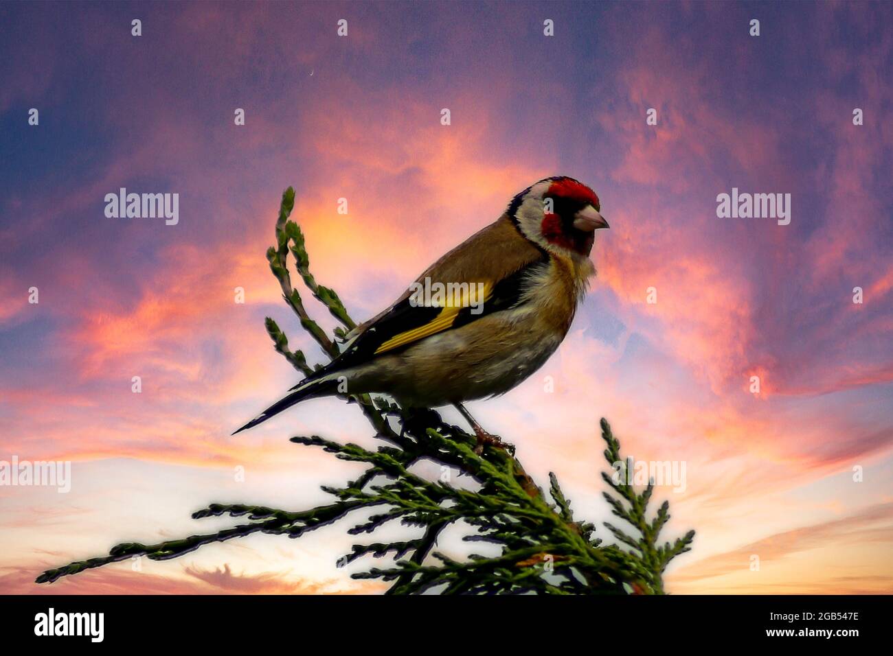 Goldfinch images hi-res stock photography and images - Alamy