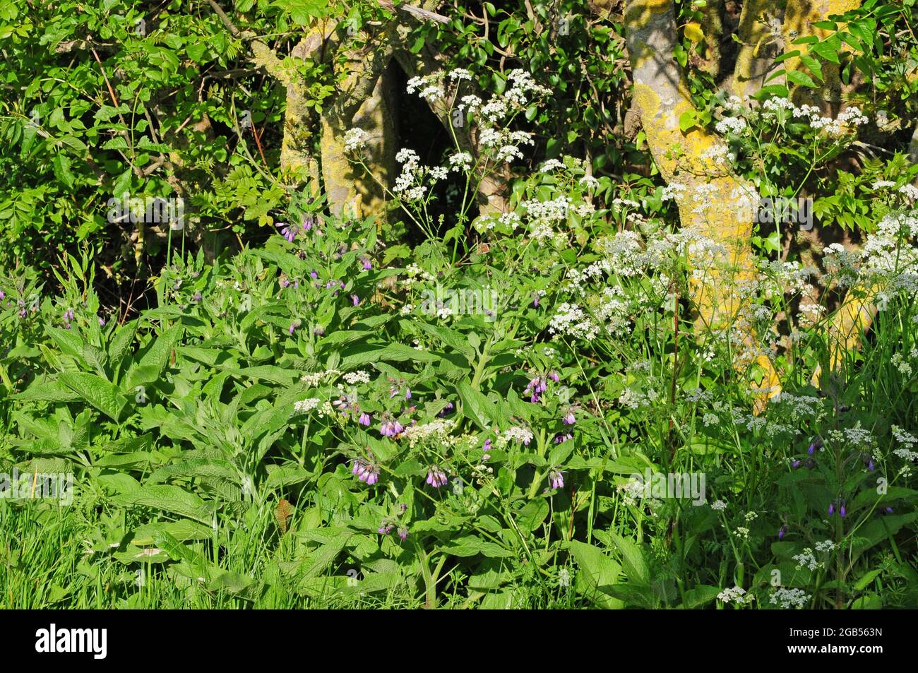 Comfrey by a field hi-res stock photography and images - Alamy