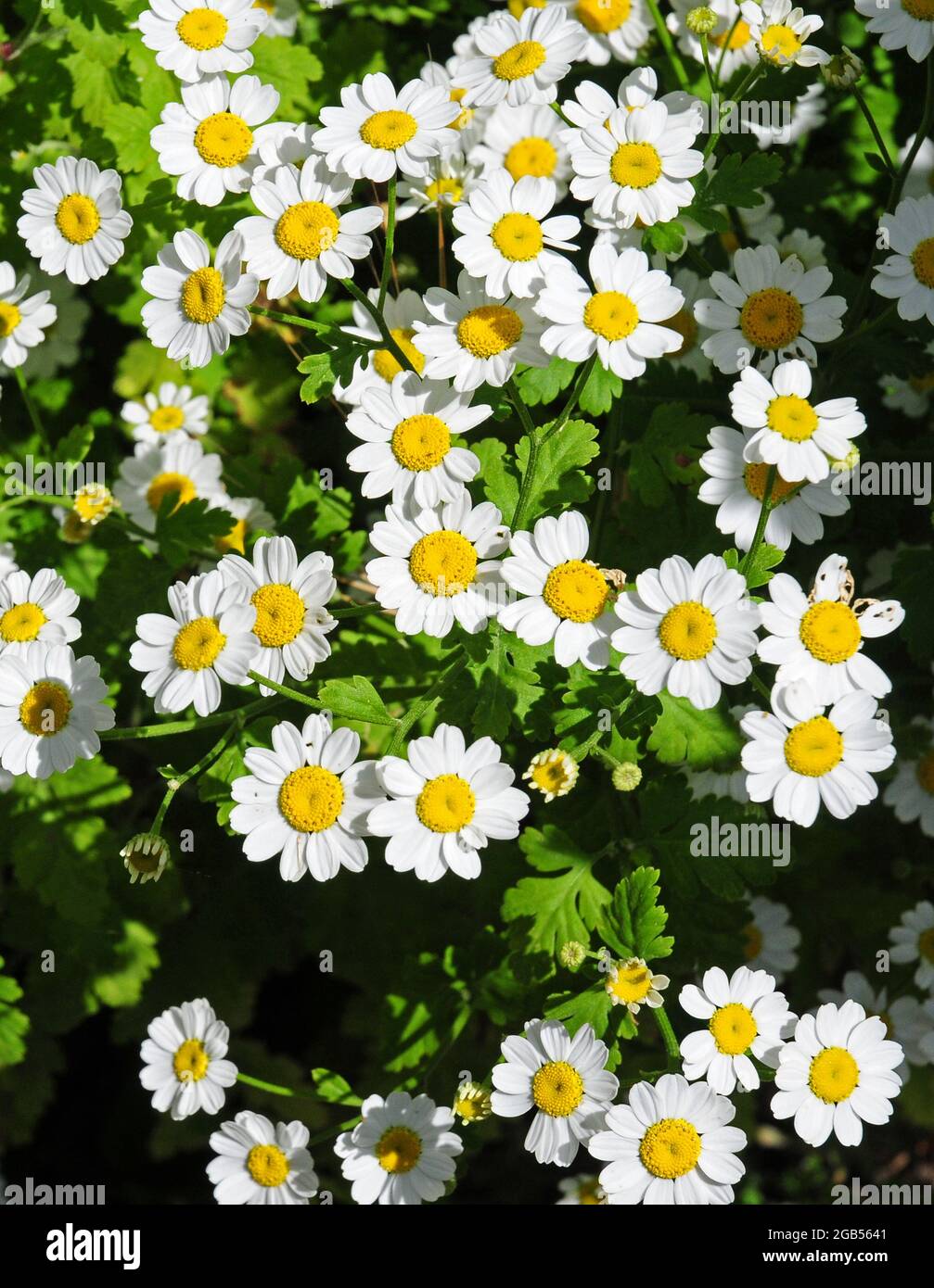 Santa maria feverfew hi-res stock photography and images - Alamy