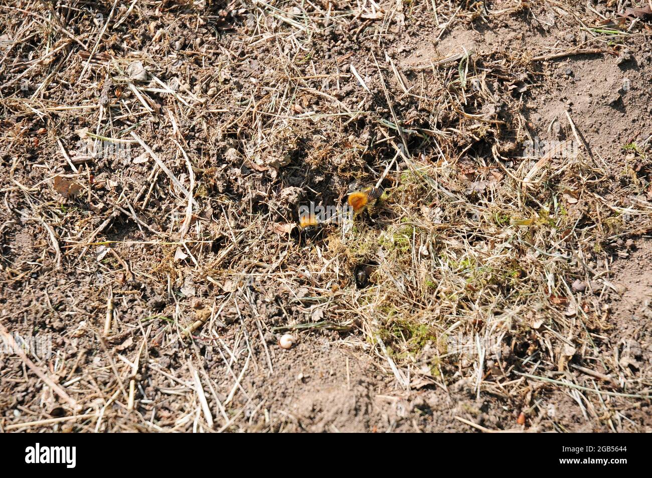 Tawny Mining bees, Adrena fulva, at their nest Stock Photo - Alamy