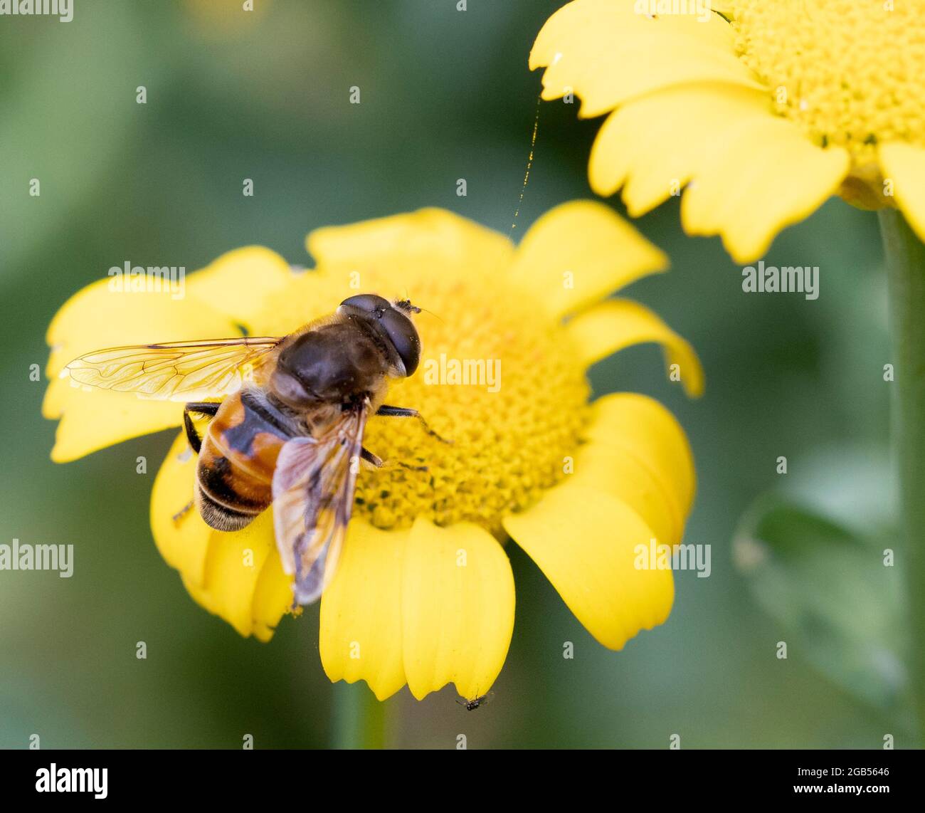 Black fly yellow wings hi-res stock photography and images - Alamy