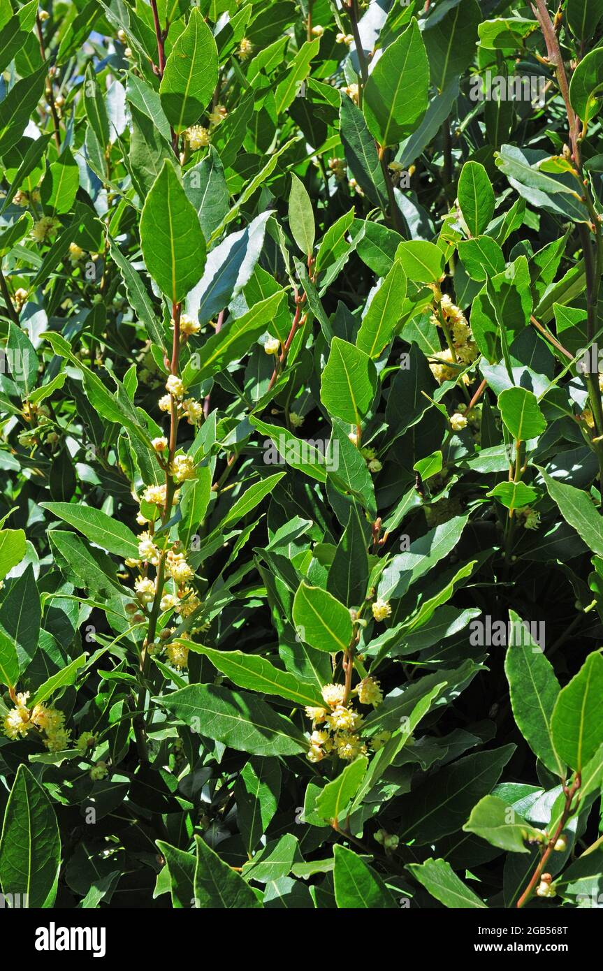 Bay tree in bloom Stock Photo - Alamy
