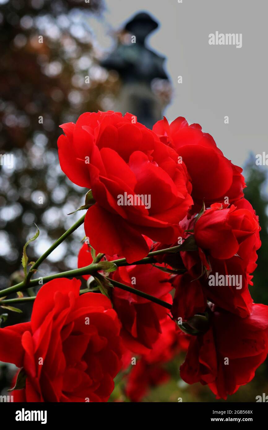 Red ross hi-res stock photography and images - Alamy