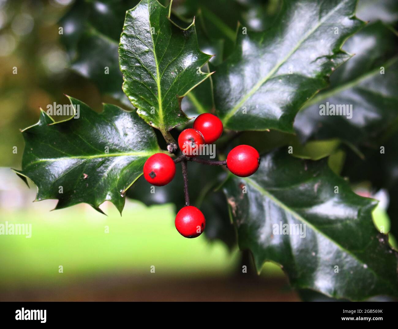 Boughs of holly hi-res stock photography and images - Alamy