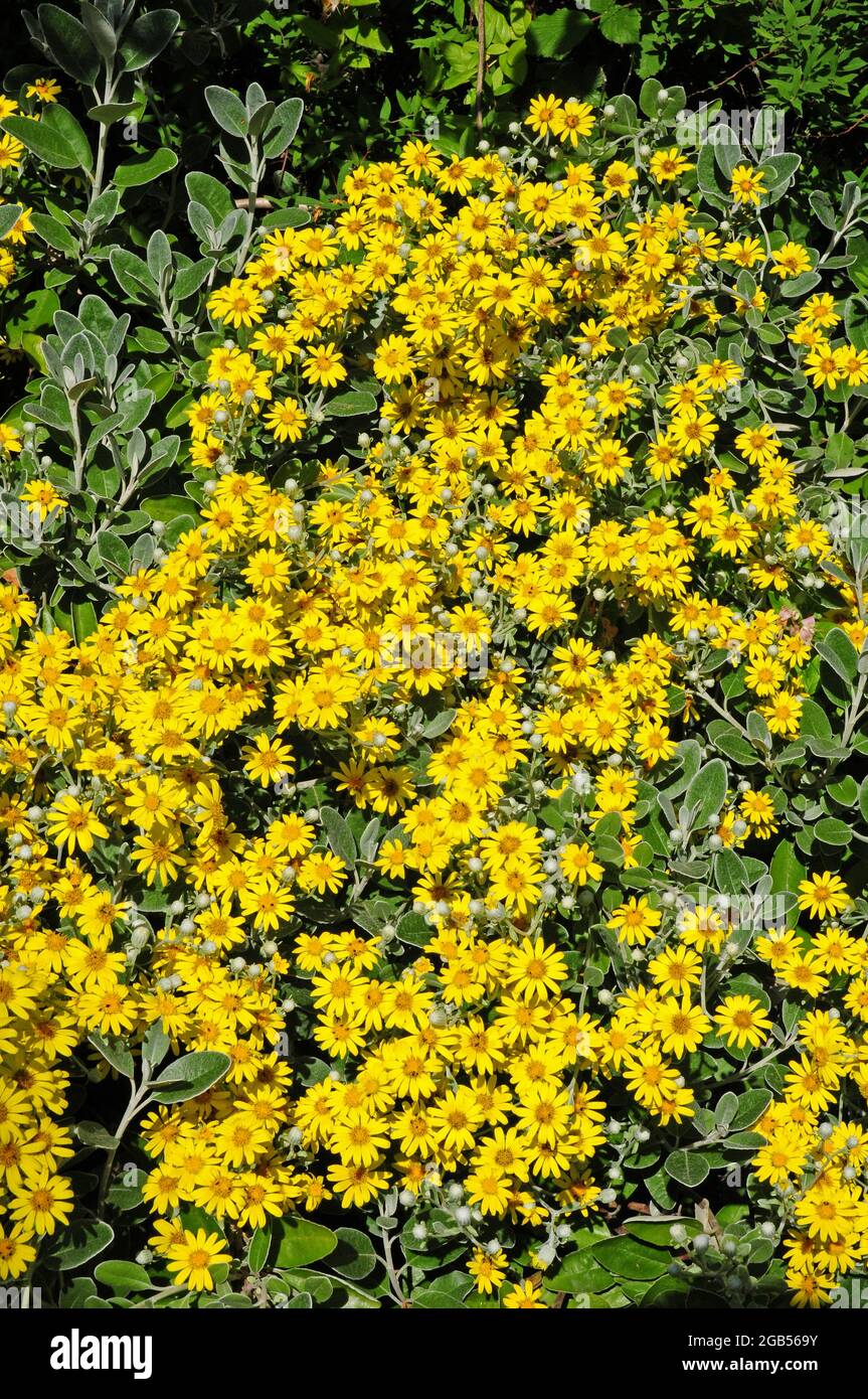 Brachyglottis hi-res stock photography and images - Alamy