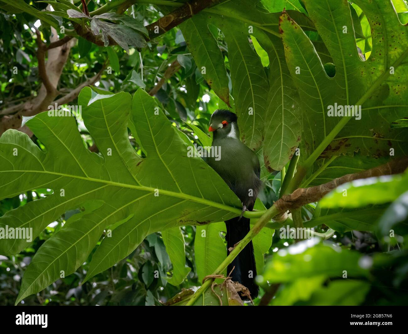 Hartlaub Turaco High Resolution Stock Photography and Images - Alamy