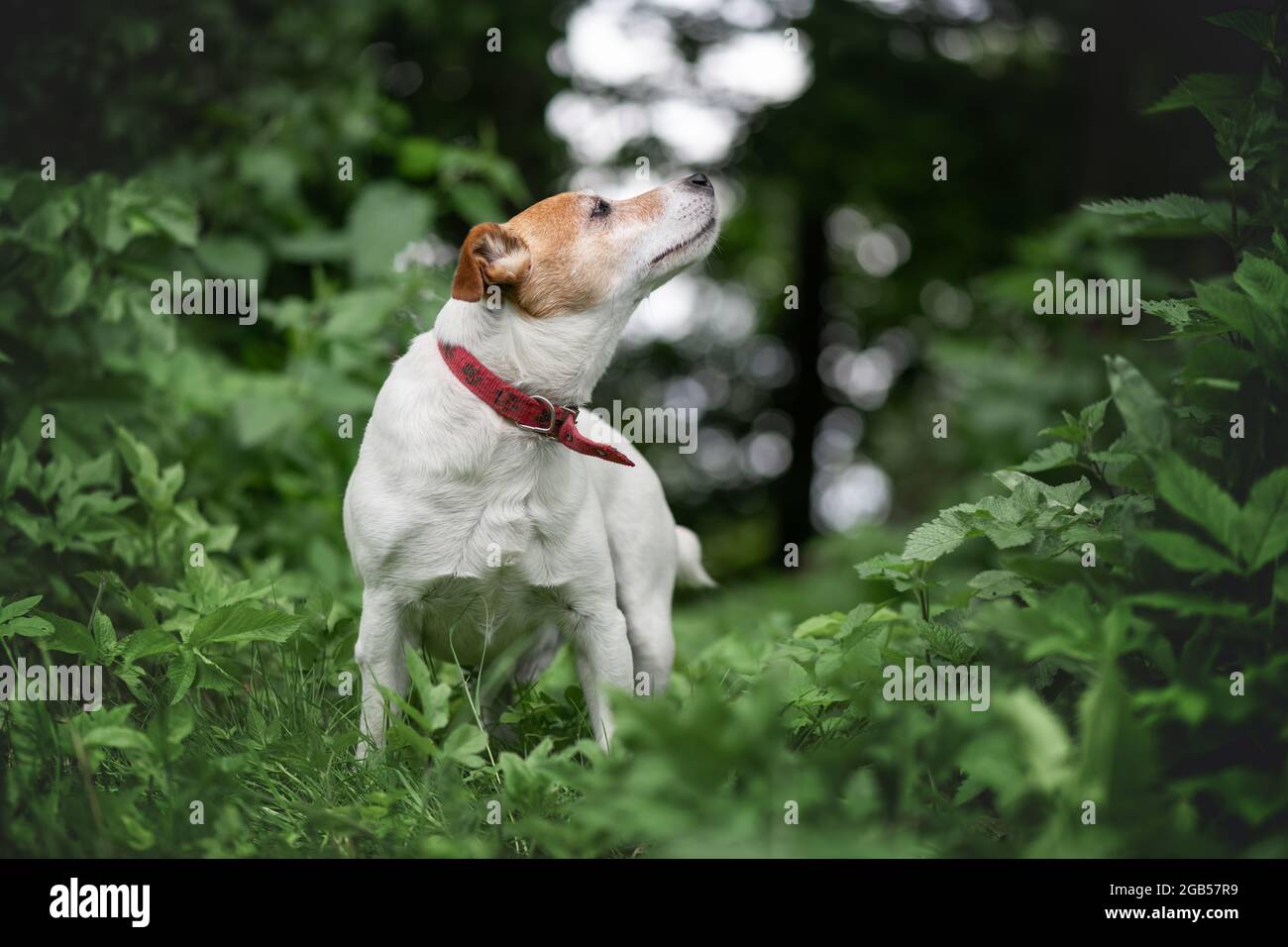 Jack russel terrier dog in green spring forest with lush foliage ...