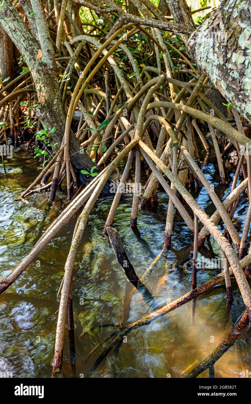 Tropical Mangrove Forest