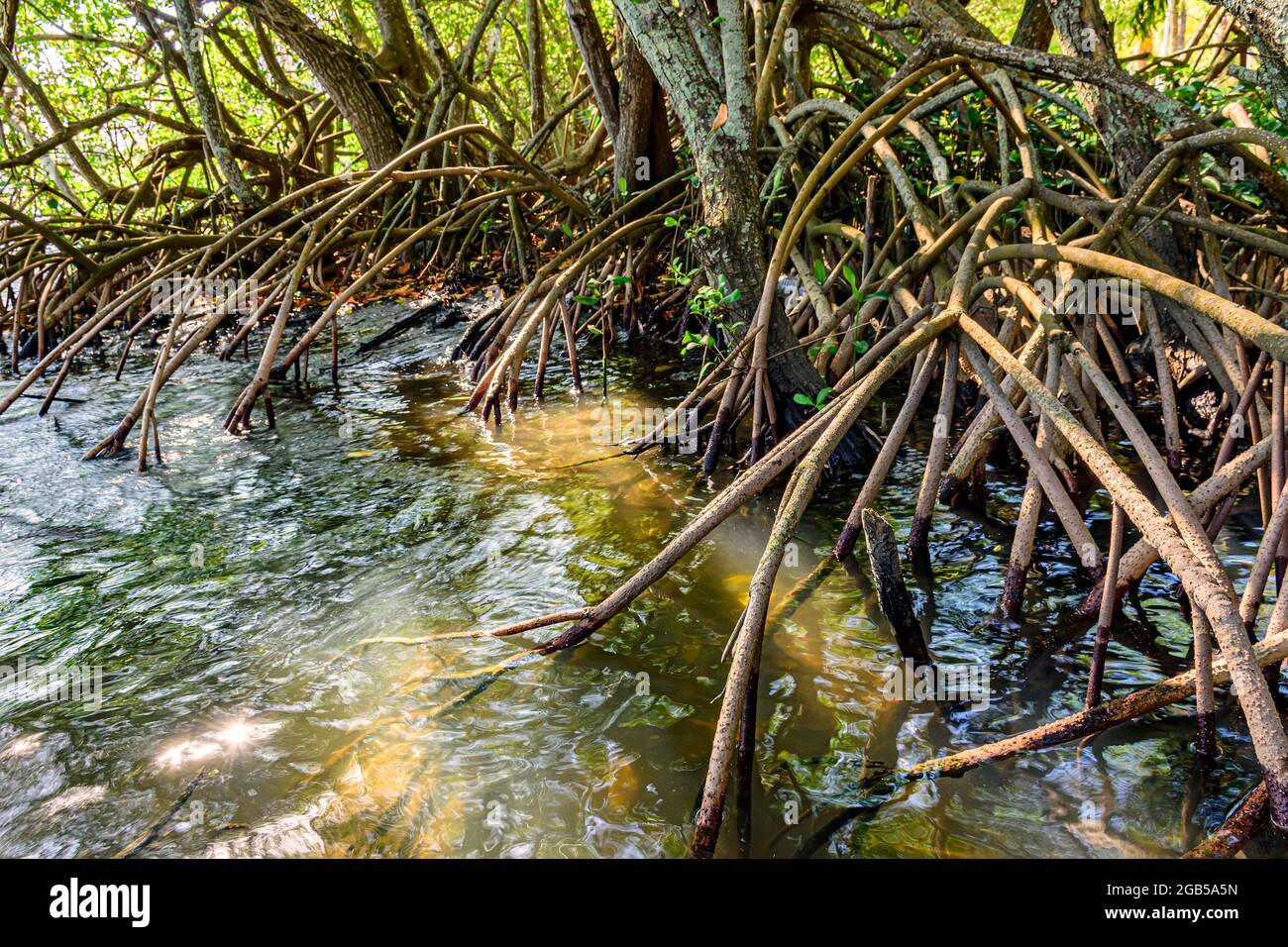 Dense vegetation in the tropical mangrove forest with its roots meeting ...