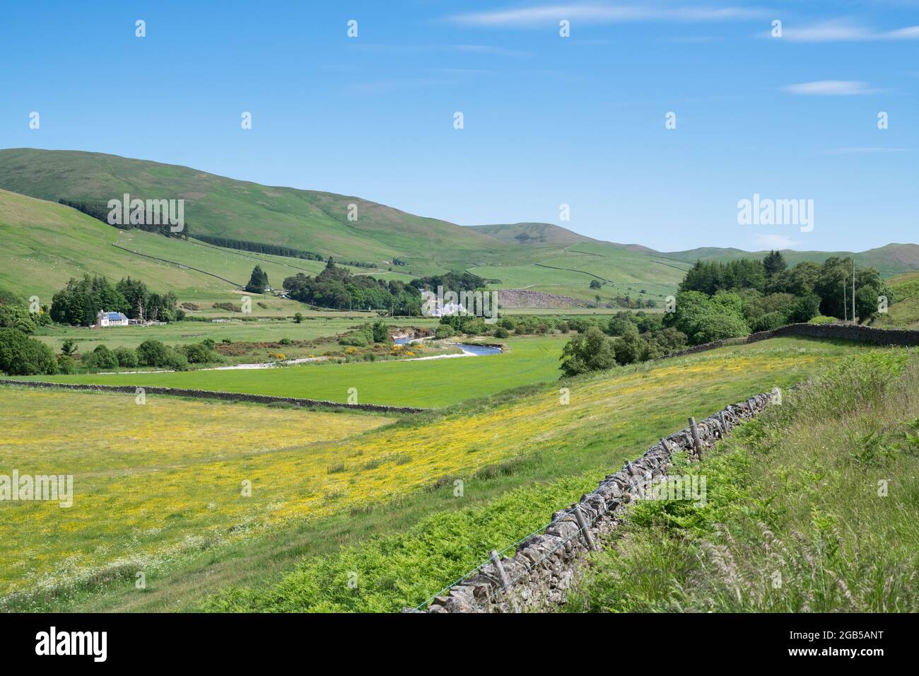 Yellow scottish wildflowers hi-res stock photography and images - Alamy