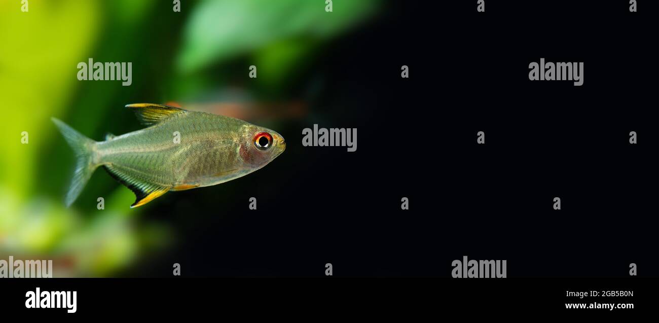 Freshwater underwater scene freshwater fish hi-res stock photography ...