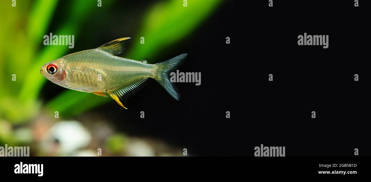 Yellow Freshwater Tropical Fish