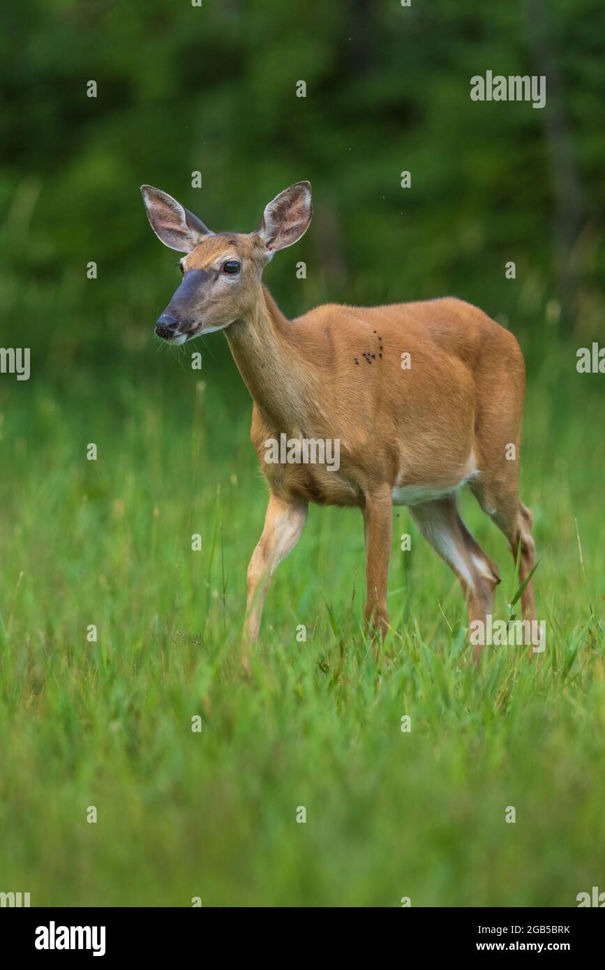 Doe walking in a hi-res stock photography and images - Alamy