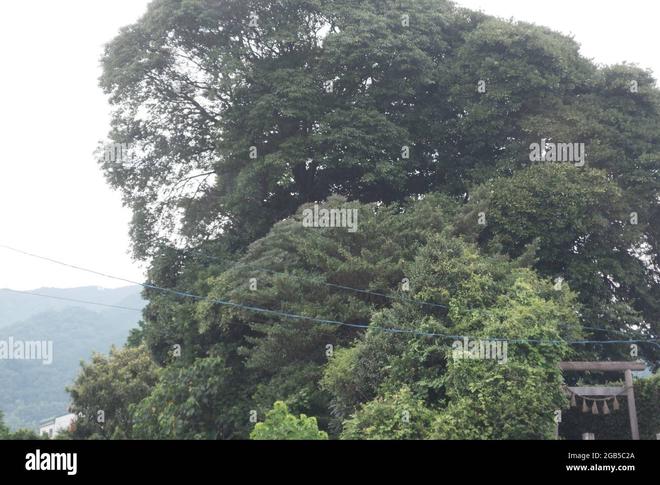 Japanese torii gate and forest Stock Photo - Alamy