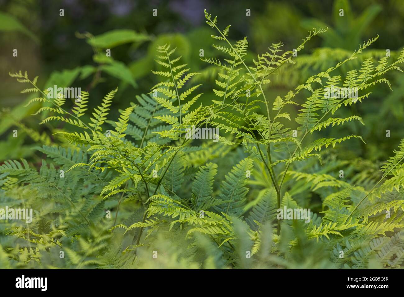 Bracken ferns hi-res stock photography and images - Alamy