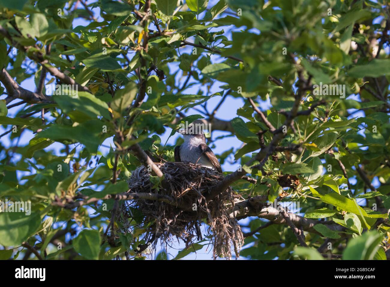 Kingbird on nest hi-res stock photography and images - Alamy
