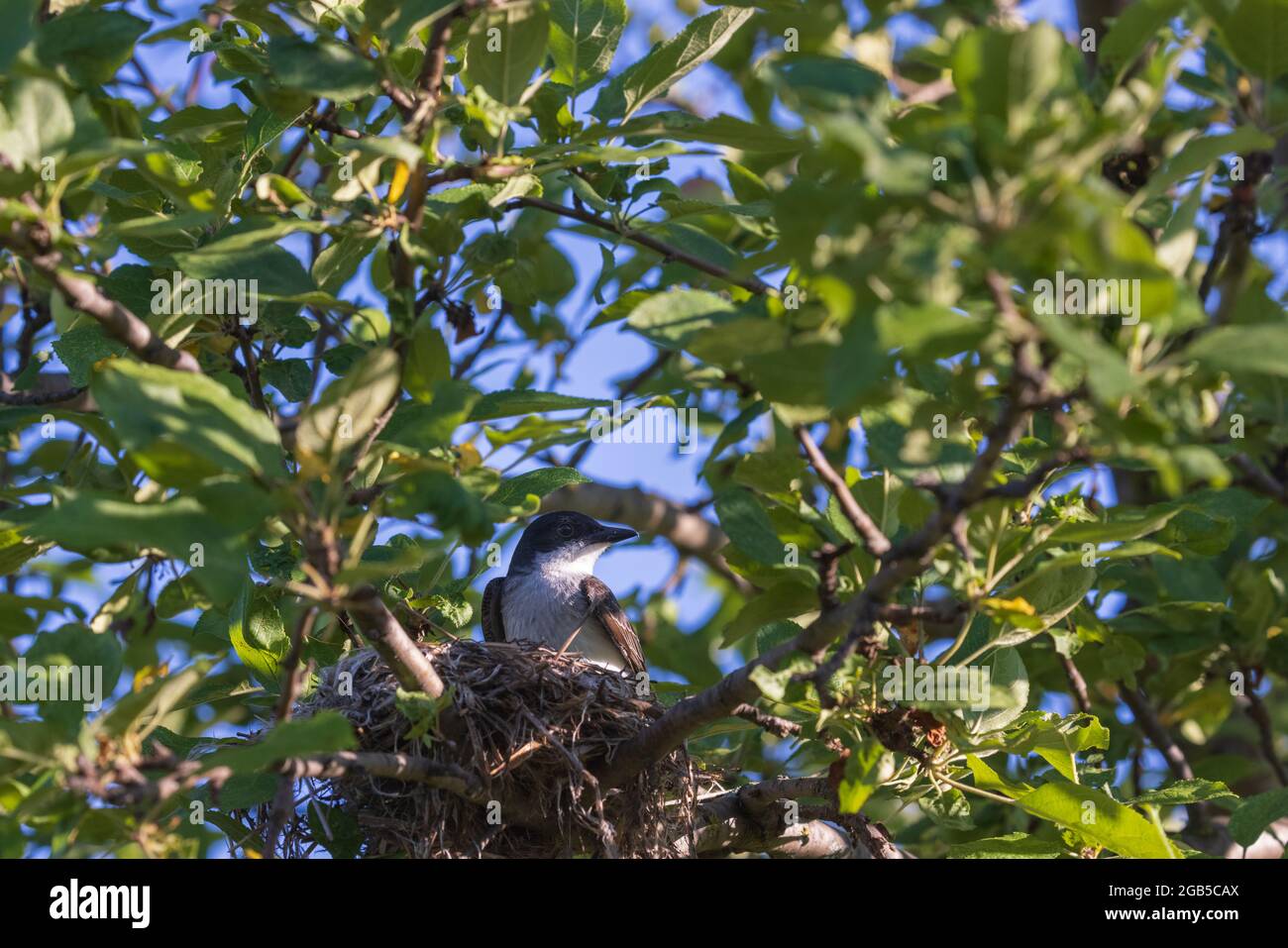 Kingbird on nest hi-res stock photography and images - Alamy