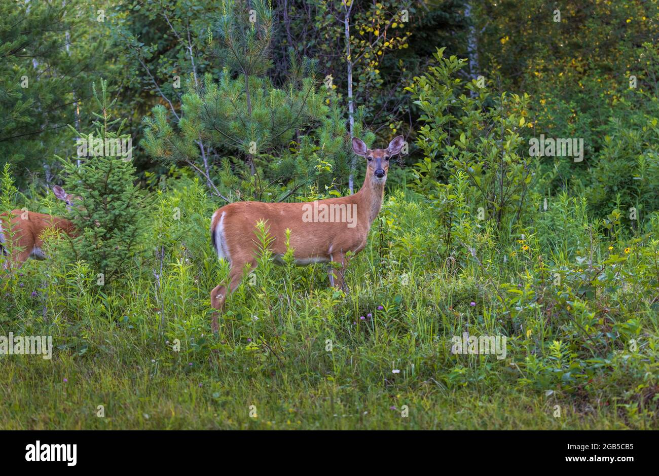 White-tailed doe and yearling in northern Wisconsin Stock Photo - Alamy