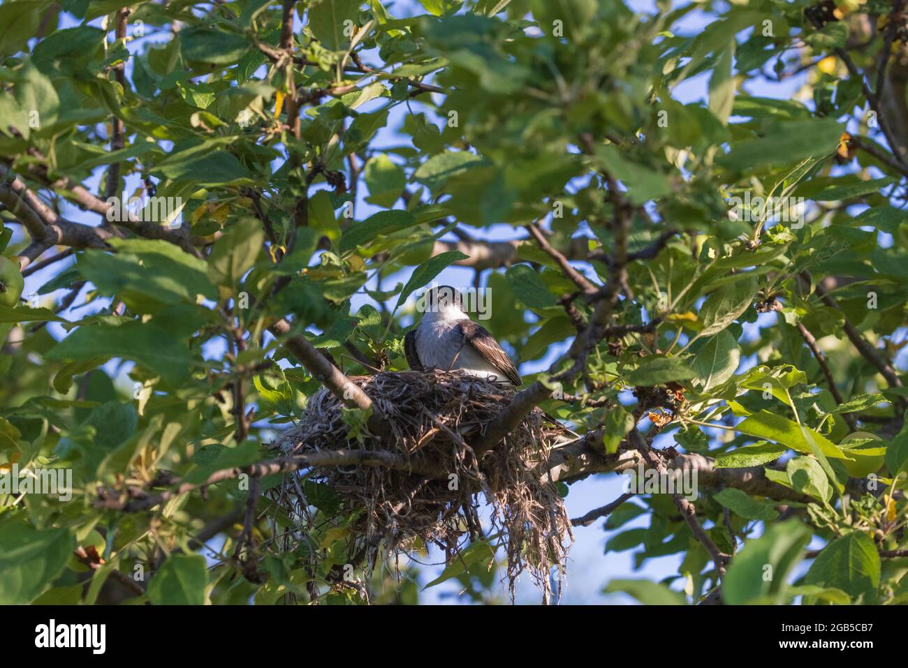 Sitting in an apple tree hi-res stock photography and images - Alamy