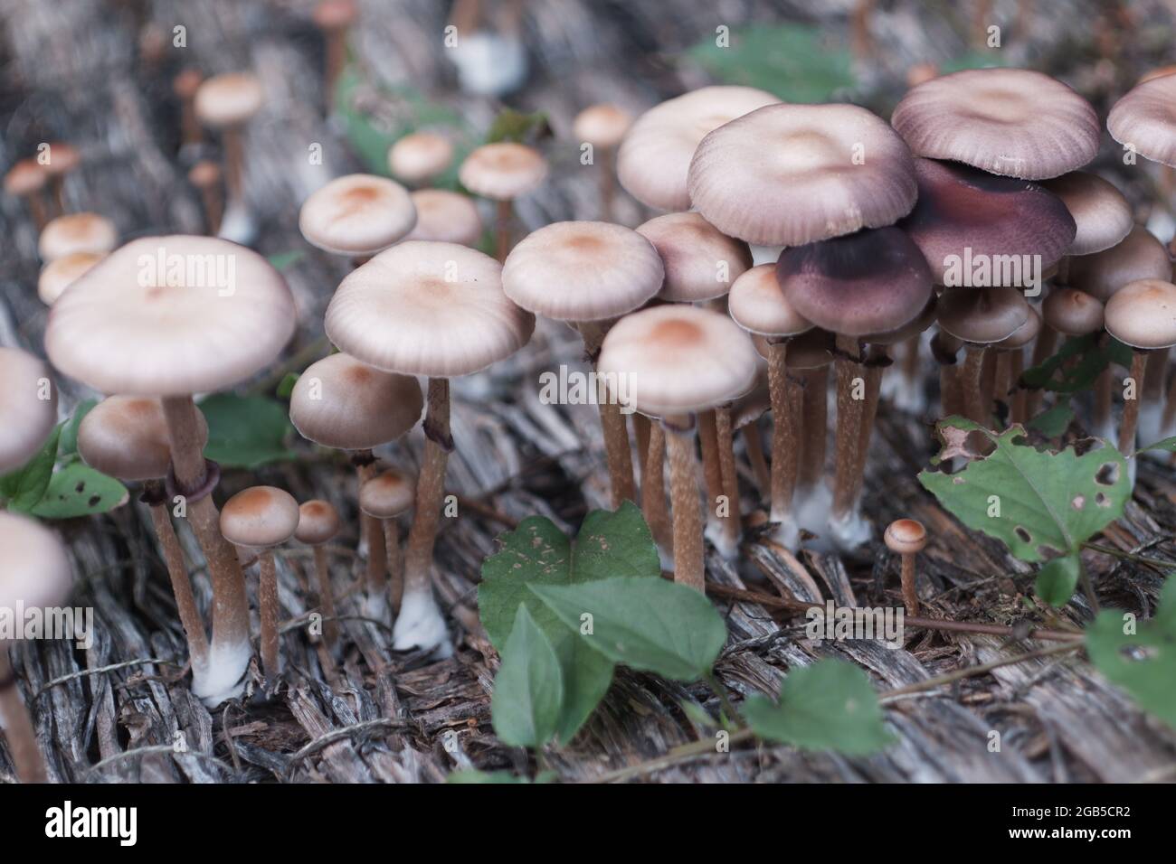 Mushroom and Weed Stock Photo - Alamy