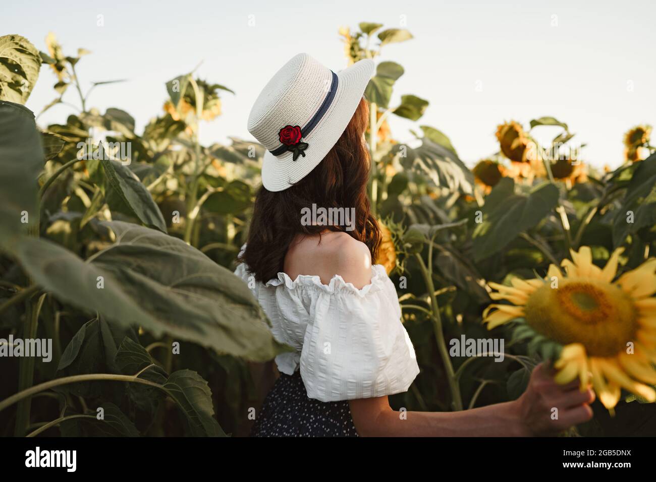 Attractive young woman model posing in field of sunflowers Stock Photo ...