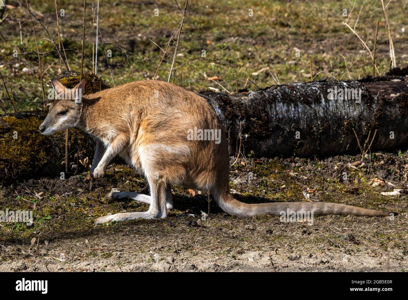 The agile wallaby, Macropus agilis also known as the sandy wallaby is a ...