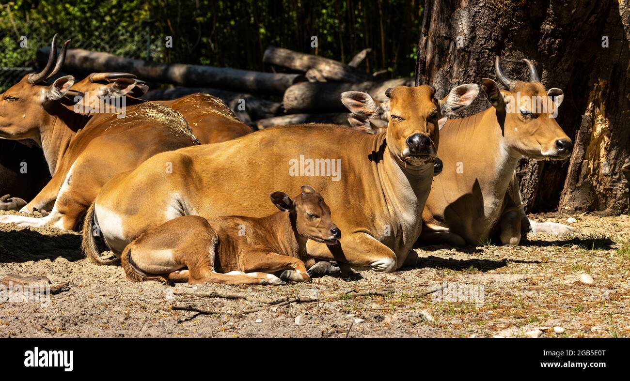 Banteng, Bos javanicus or Red Bull. It is a type of wild cattle But ...