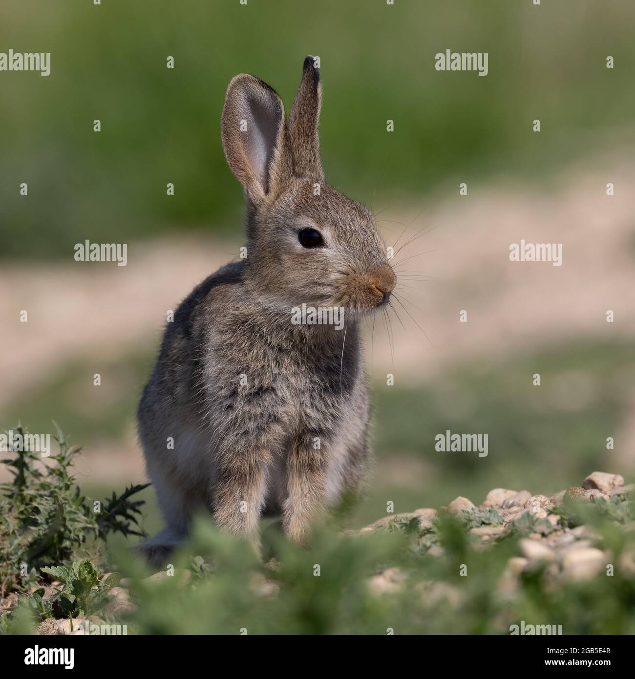 European rabbit, Common rabbit, Bunny, Oryctolagus cuniculus sitting on ...