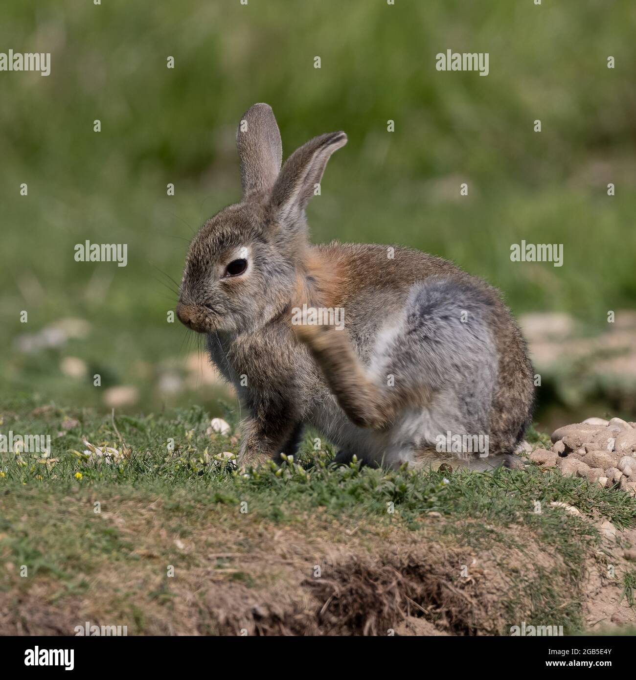 European rabbit, Common rabbit, Bunny, Oryctolagus cuniculus sitting on ...