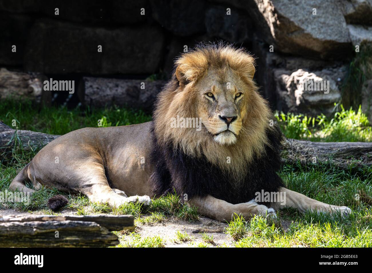 The lion, Panthera leo is one of the four big cats in the genus ...