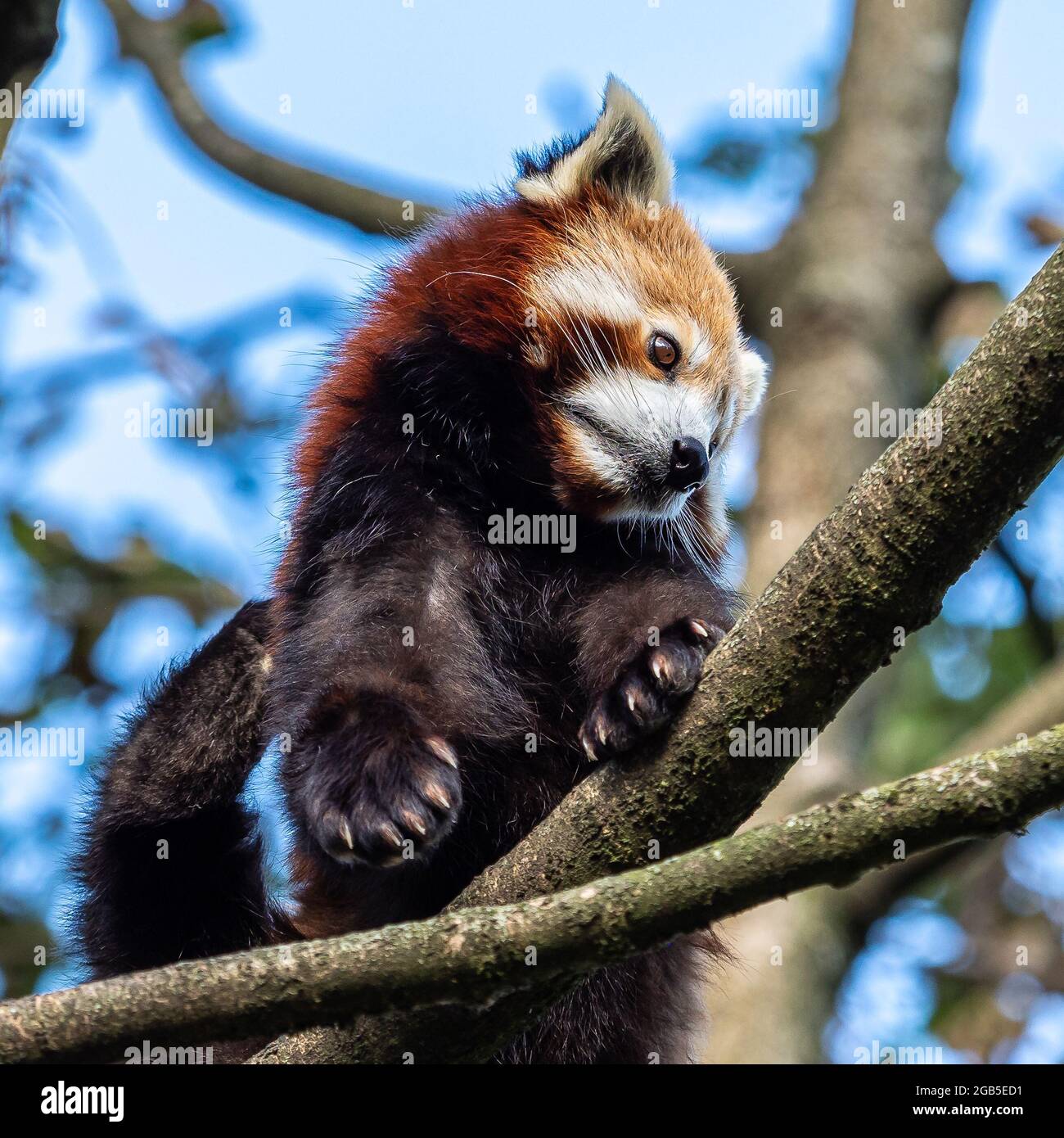 The red panda, Ailurus fulgens, also called the lesser panda and the ...