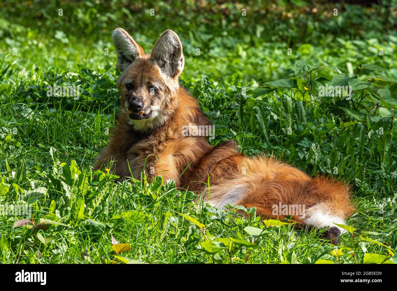 The Maned Wolf, Chrysocyon brachyurus is the largest canid of South America. This mammal lives ...