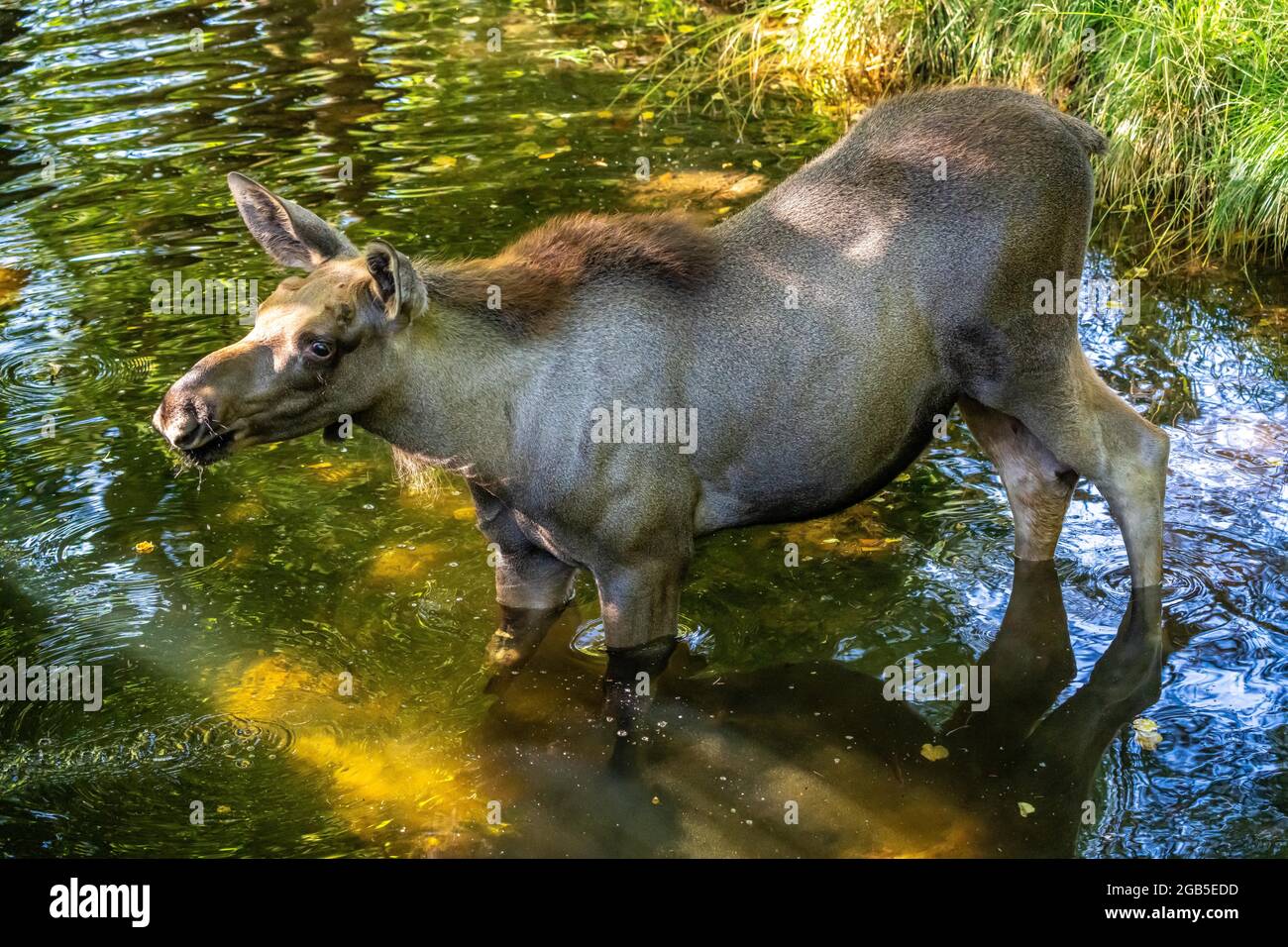 European Moose, Alces alces, also known as the elk. Wild life animal ...