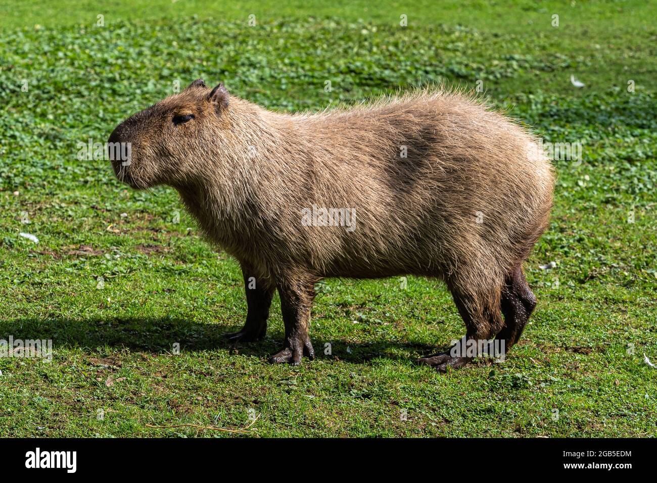 The capybara, Hydrochoerus hydrochaeris is a mammal native to South ...