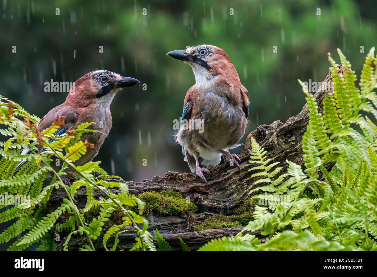 Jay bird pair hi-res stock photography and images - Alamy
