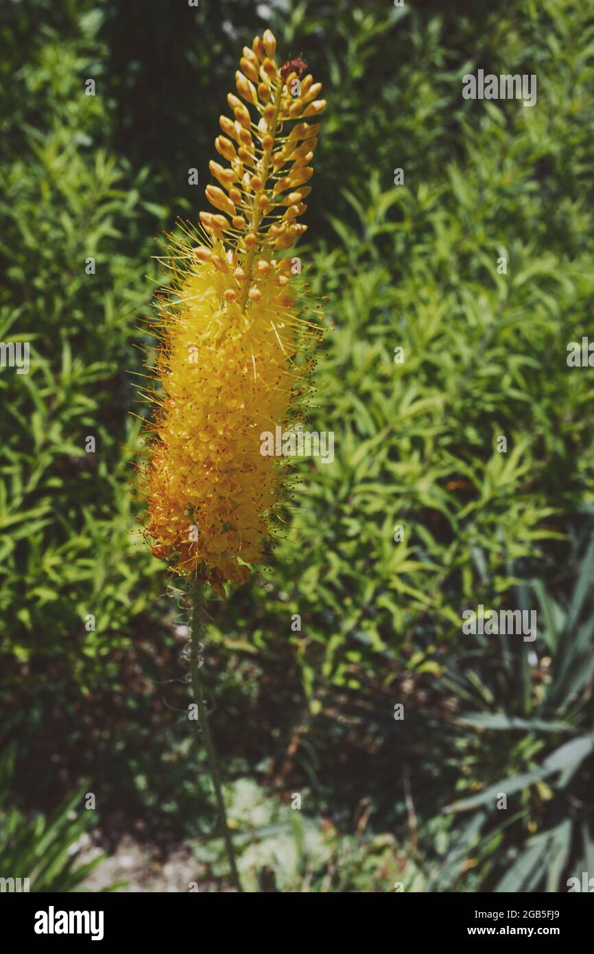 Yellow candle bush hi-res stock photography and images - Alamy