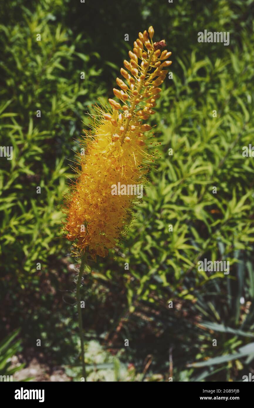 blooming yellow eremurus in the garden Stock Photo - Alamy