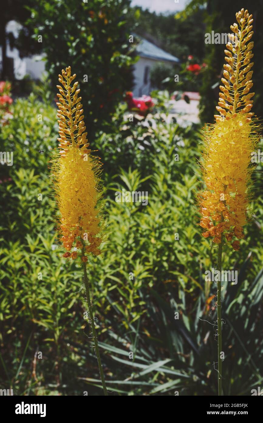 Eremurus yellow giant hi-res stock photography and images - Alamy