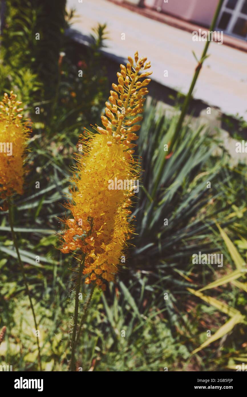 blooming yellow eremurus in the garden Stock Photo - Alamy