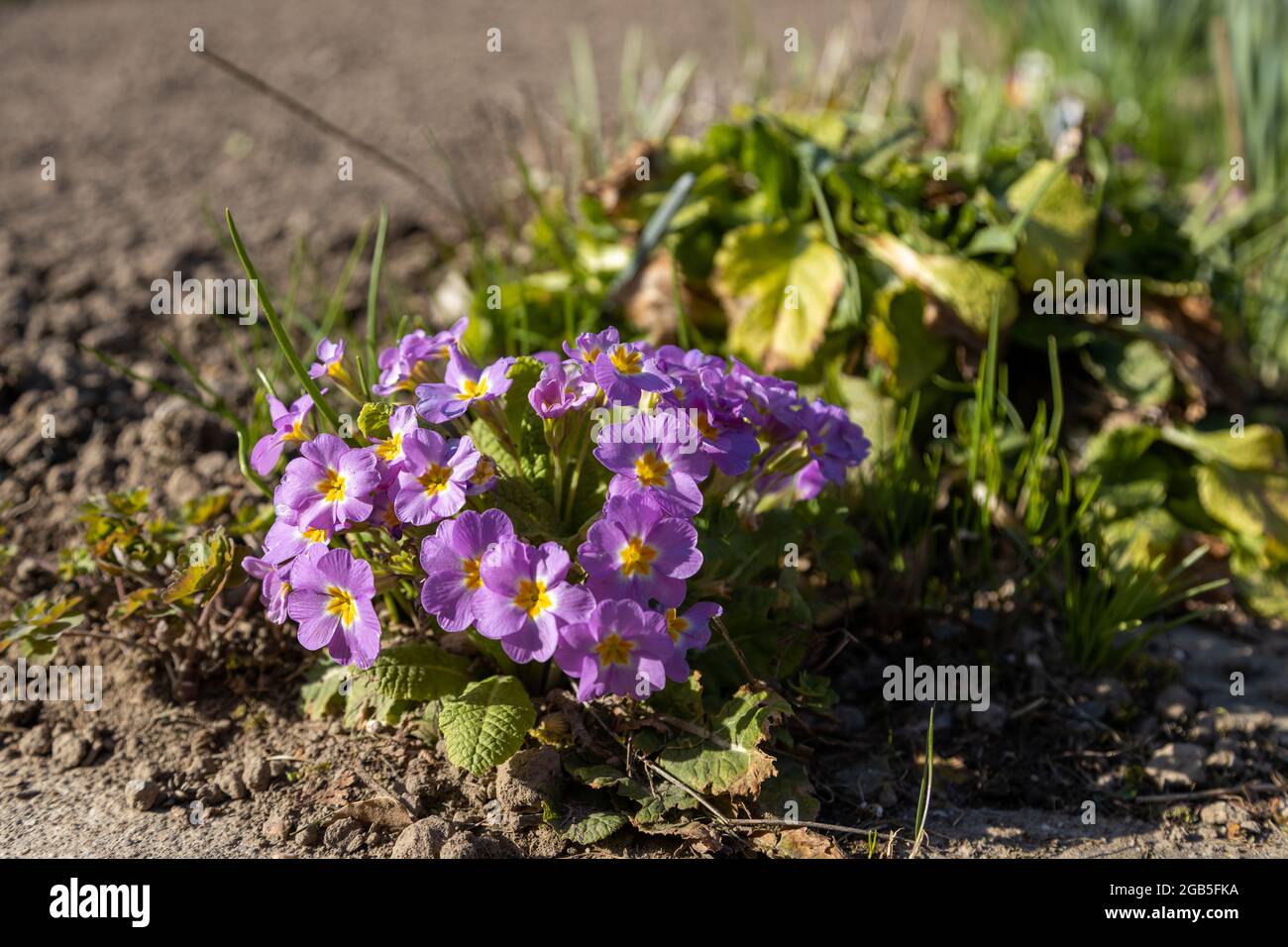 many beautiful primroses growing in the garden in the spring sunshine ...