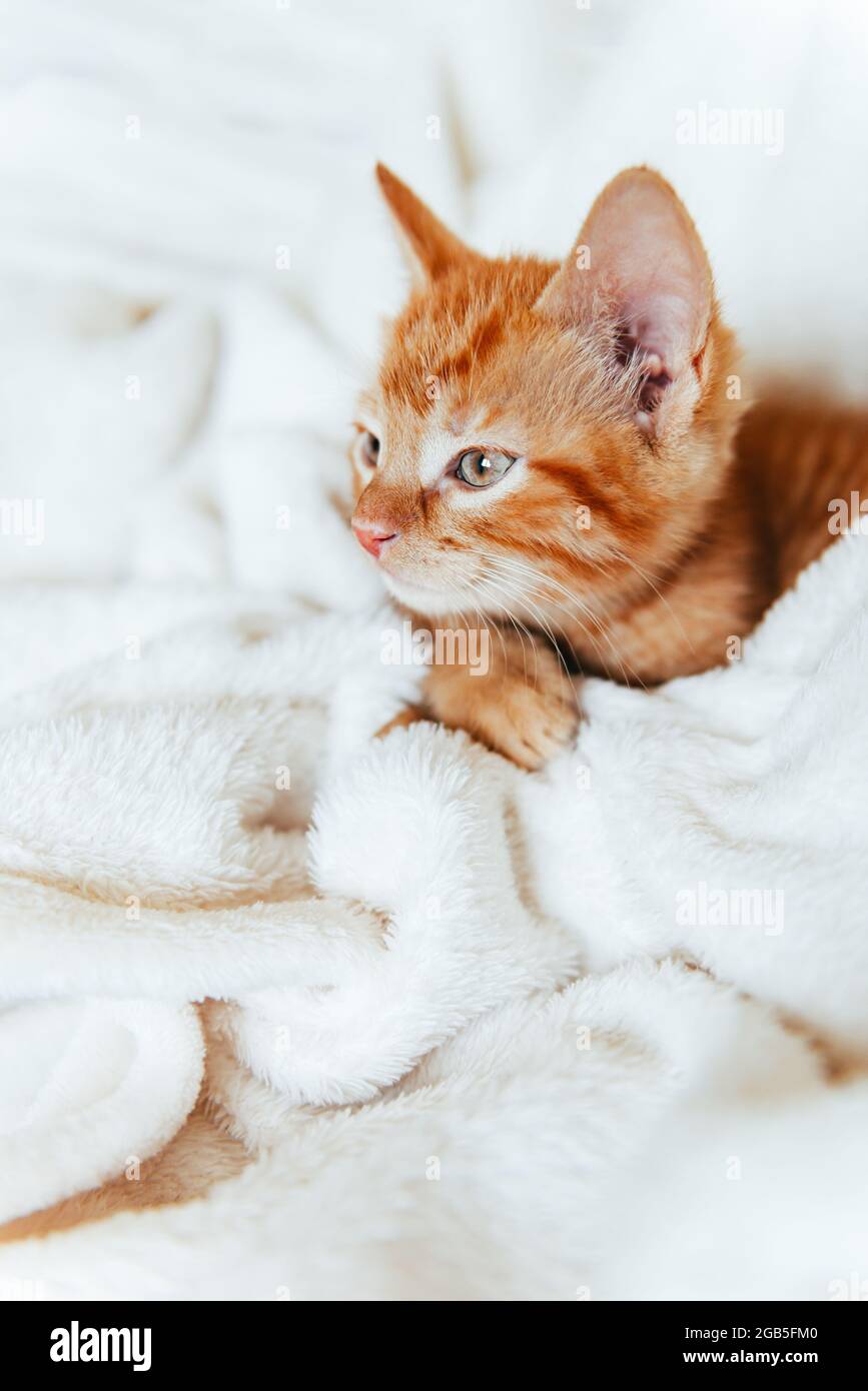 Cute ginger kitten looks at camera Stock Photo - Alamy