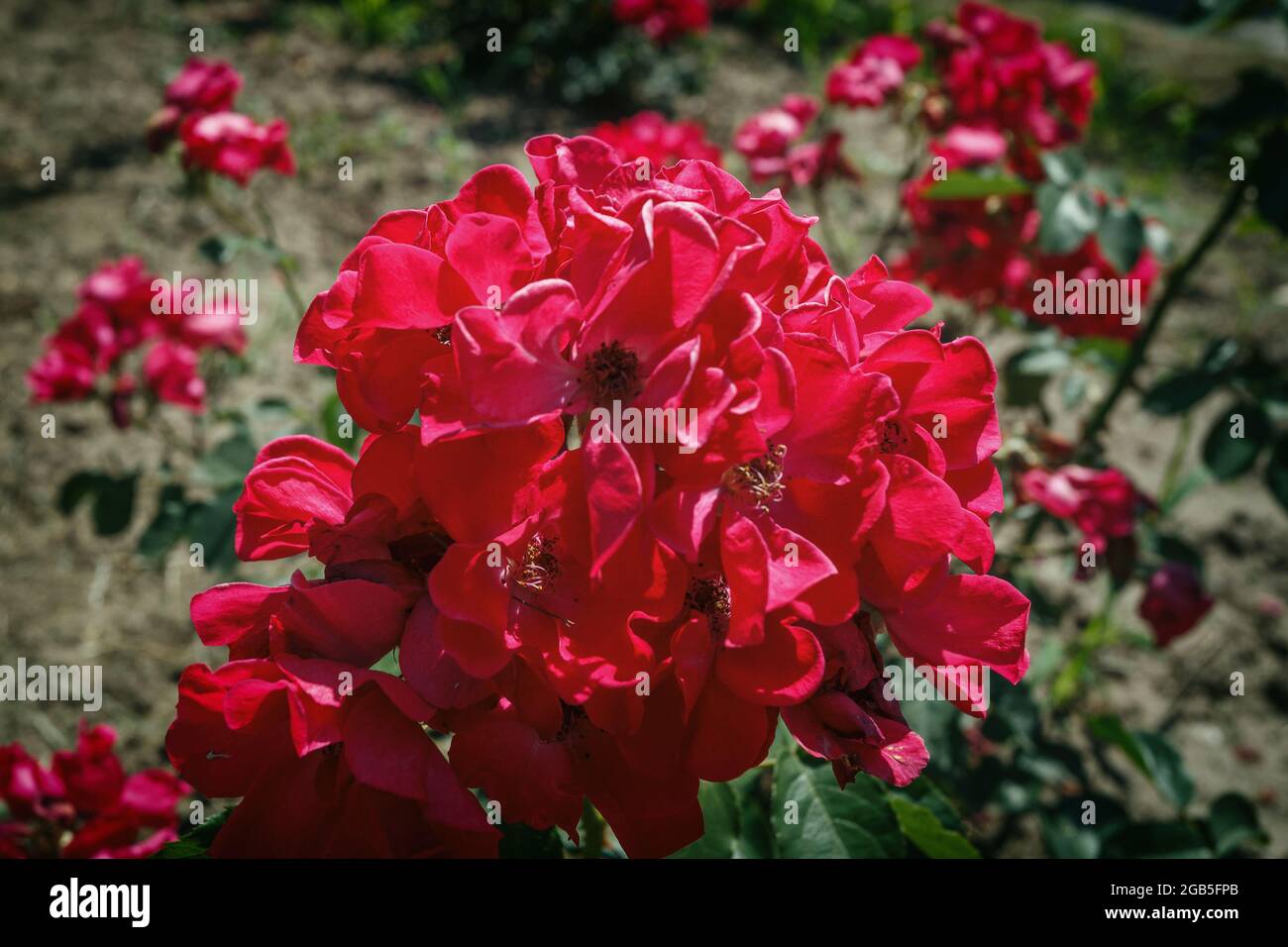 bushes of beautiful red roses Stock Photo - Alamy
