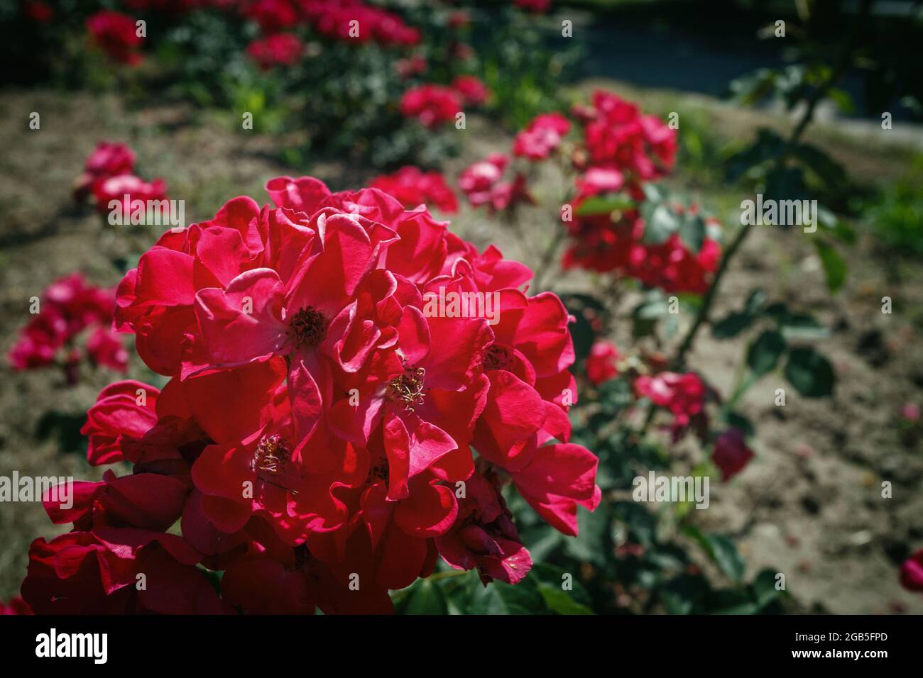bushes of beautiful red roses Stock Photo - Alamy