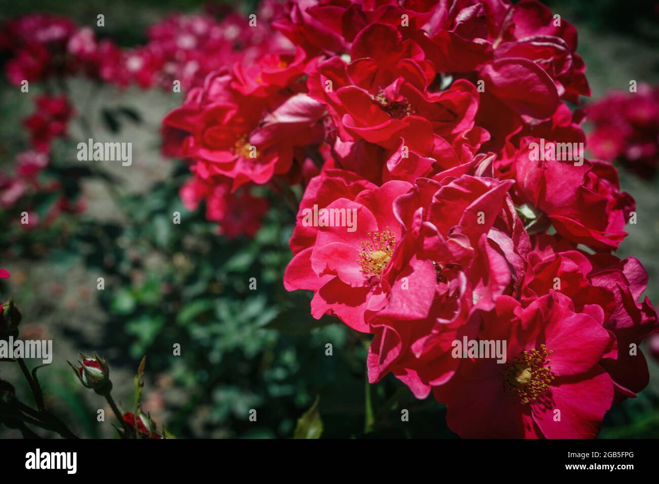 bushes of beautiful red roses Stock Photo - Alamy