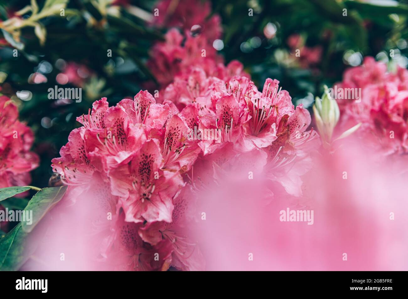 Shrubs Pink Rhododendron Shrub High Resolution Stock Photography and ...