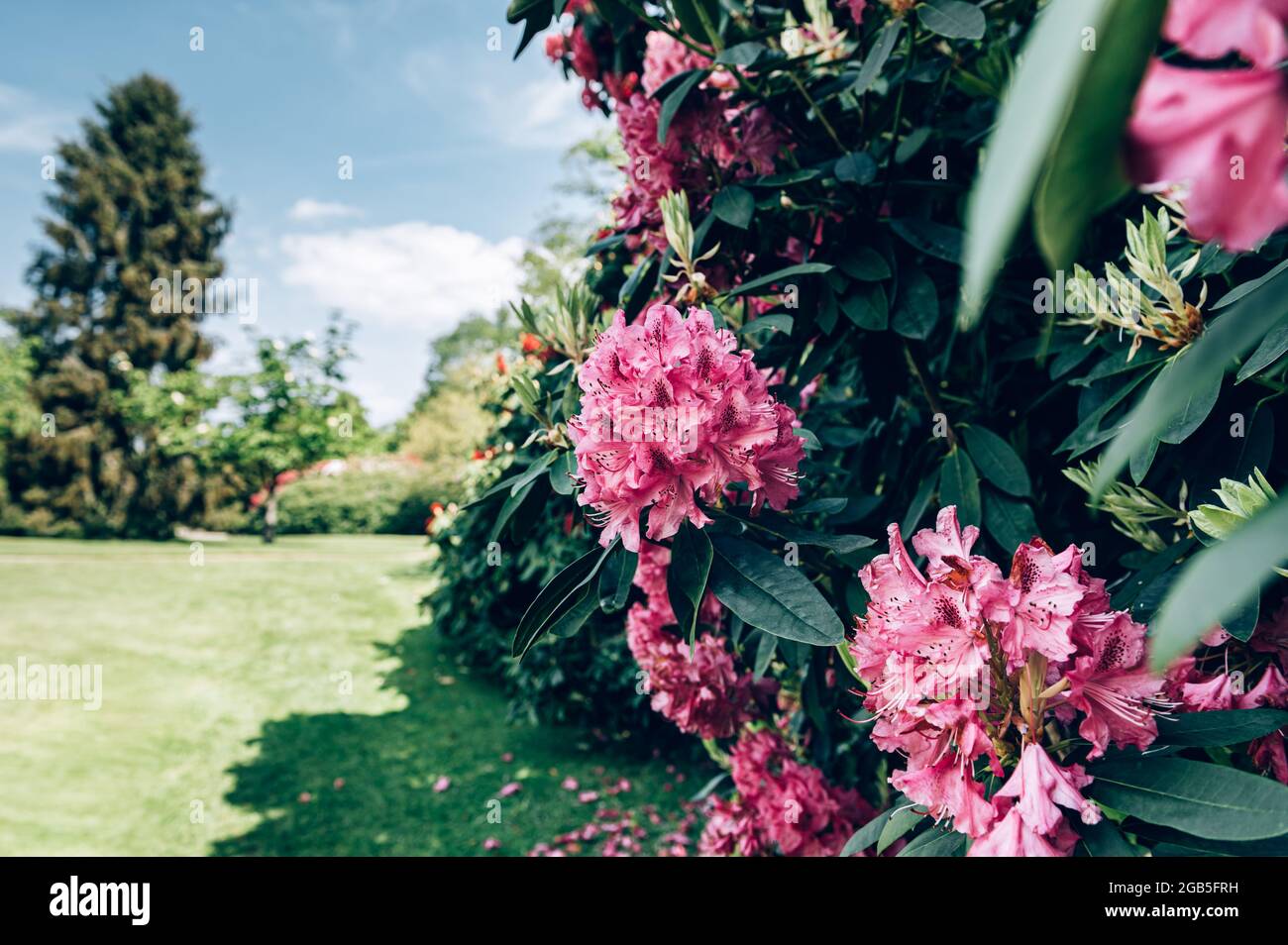 Shrubs Pink Rhododendron Shrub High Resolution Stock Photography and ...